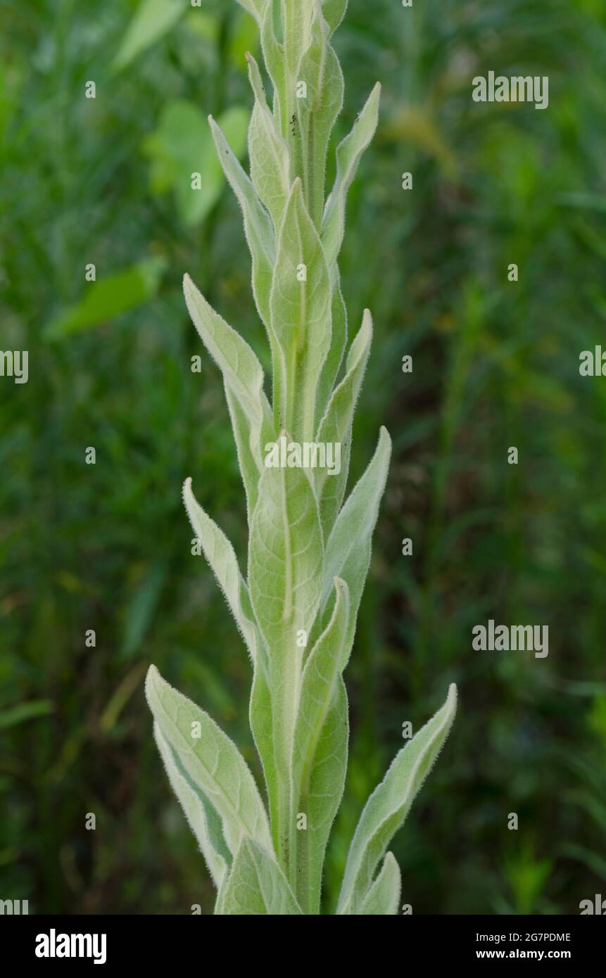 Mullein stalk hi-res stock photography and images - Alamy