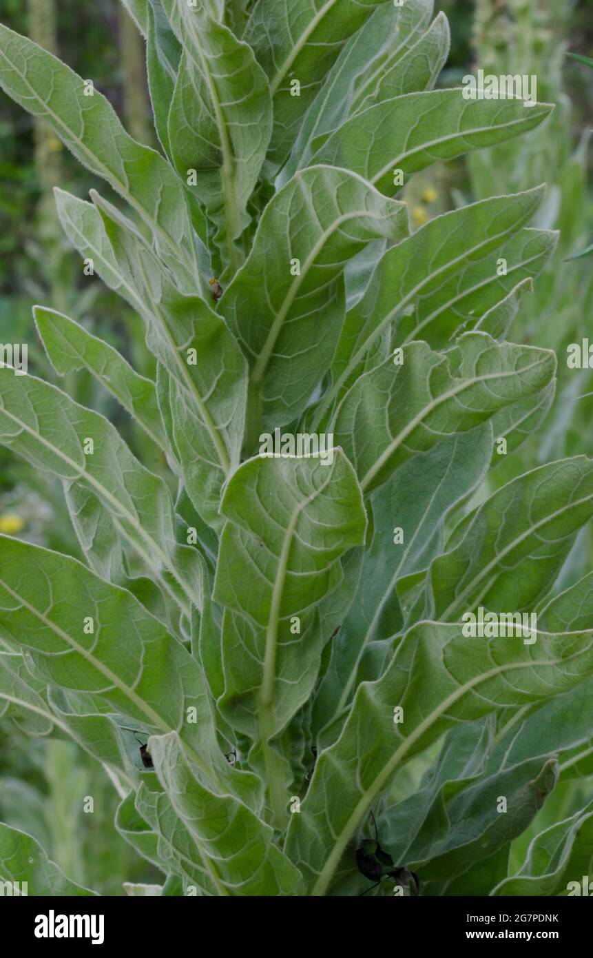 Mullein leaves hi-res stock photography and images - Alamy