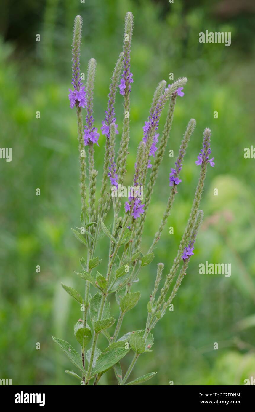 Blue vervain hi-res stock photography and images - Alamy