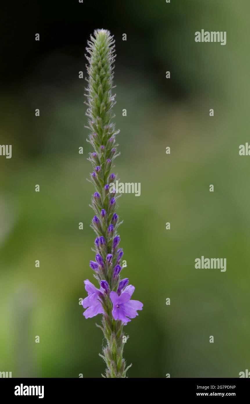Blue Vervain High Resolution Stock Photography and Images - Alamy
