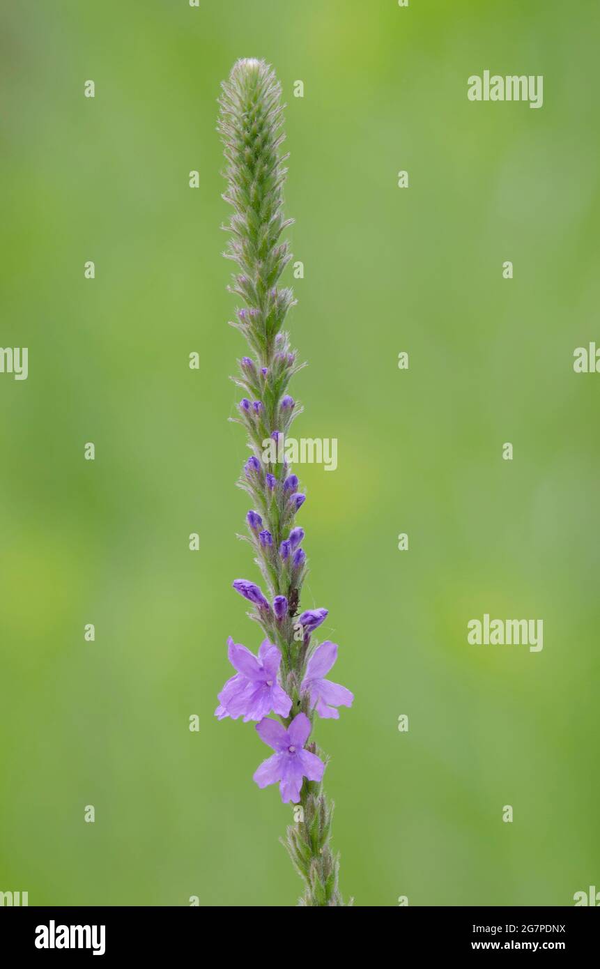 Blue vervain hi-res stock photography and images - Alamy