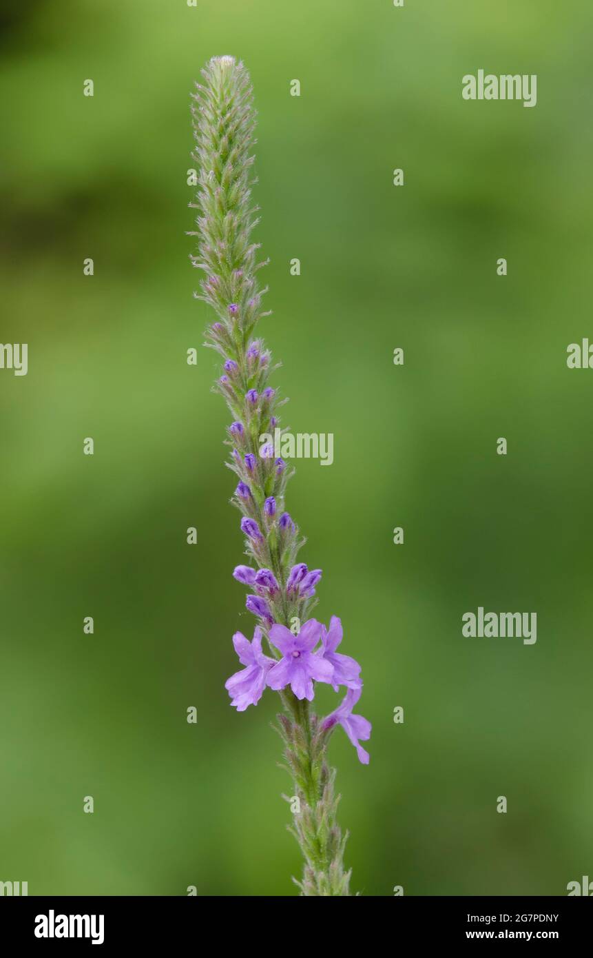 Blue Vervain High Resolution Stock Photography and Images - Alamy