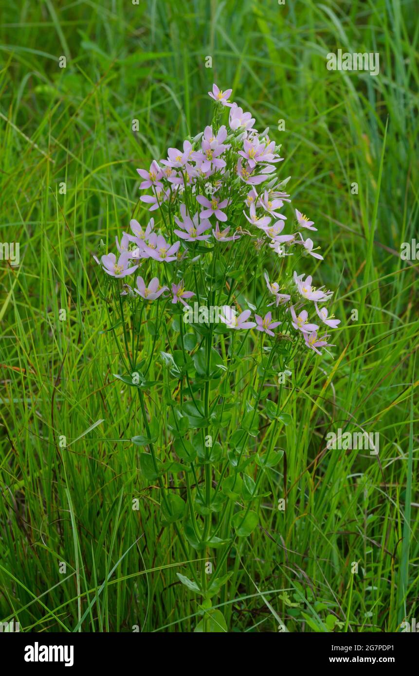 Sabatia hi-res stock photography and images - Alamy