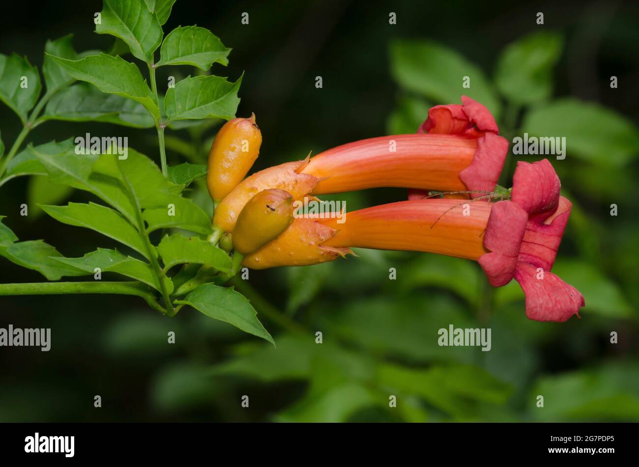Trumpet Creeper, Campsis radicans Stock Photo - Alamy