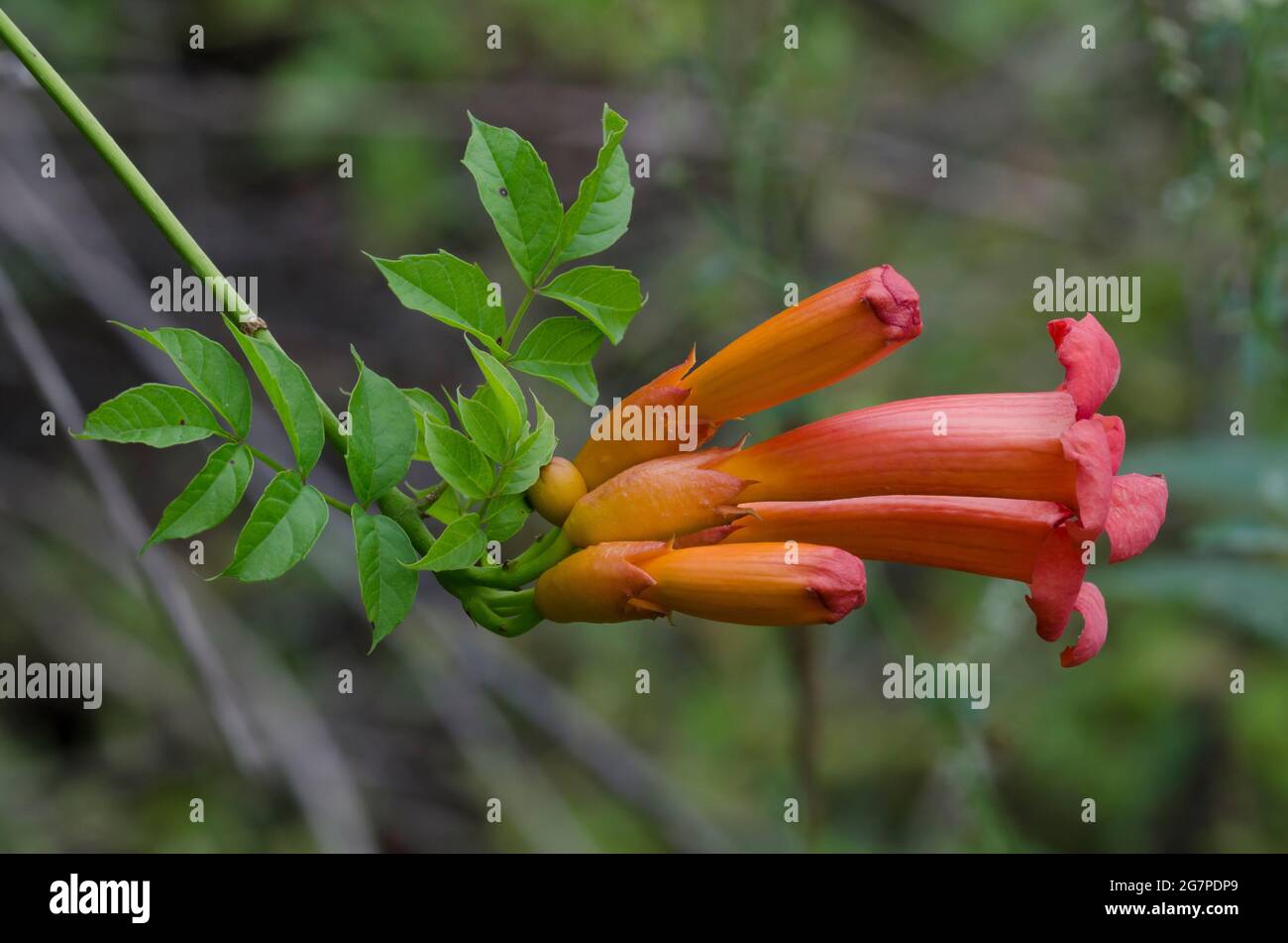 Trumpet Creeper, Campsis radicans Stock Photo - Alamy