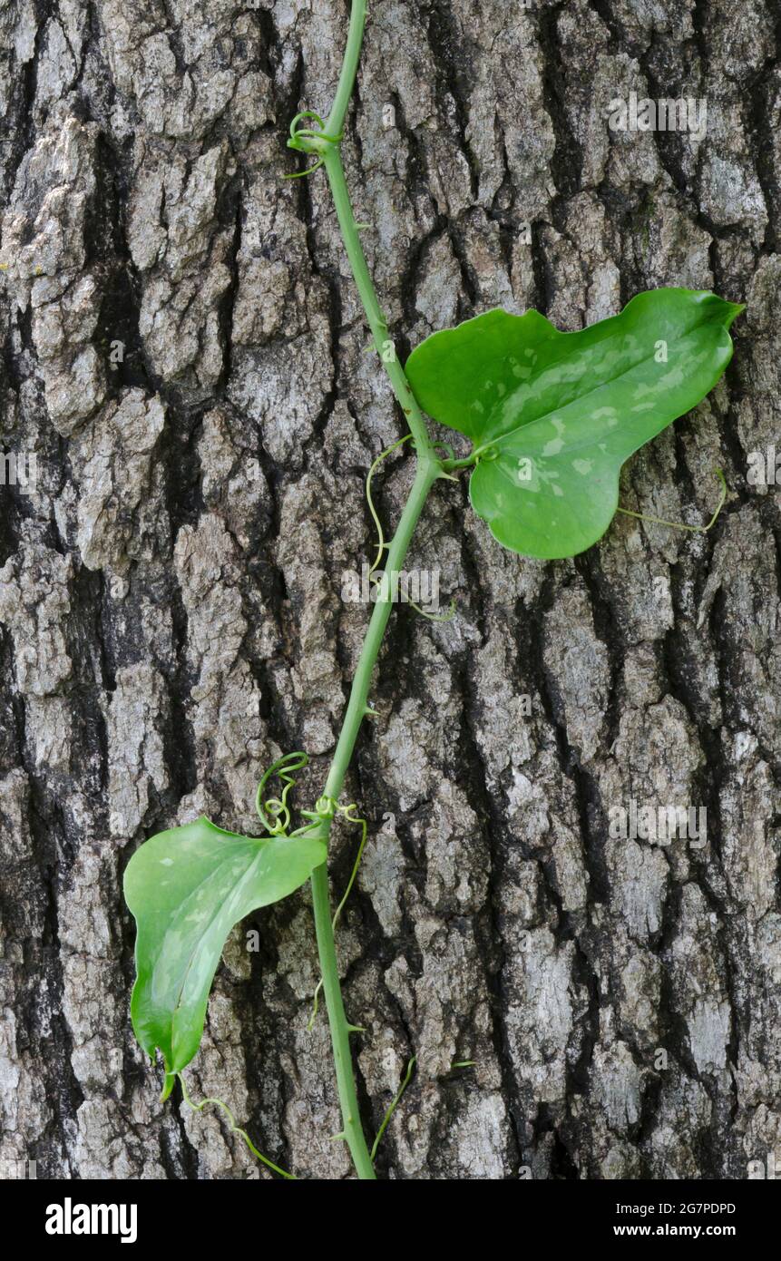 Saw Greenbriar, Smilax bona-nox, vine climbing up Post Oak, Quercus ...