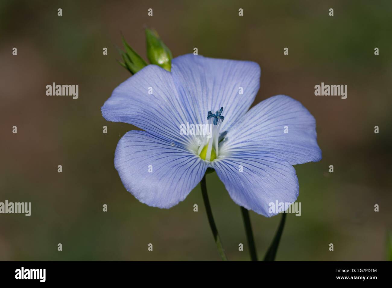 Linium hi-res stock photography and images - Alamy