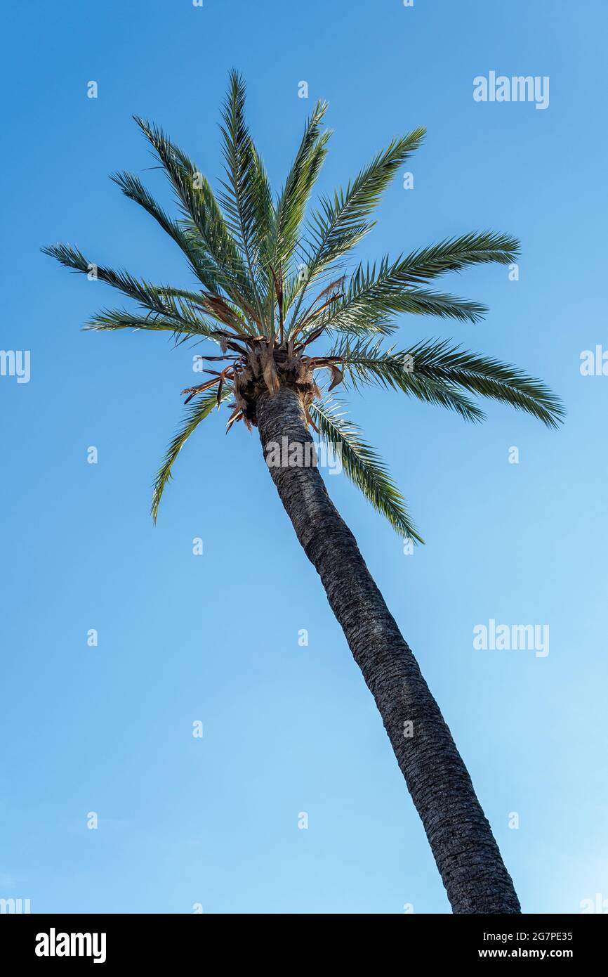 Low angel of high palm tree with blue sky on a summer day Stock Photo ...
