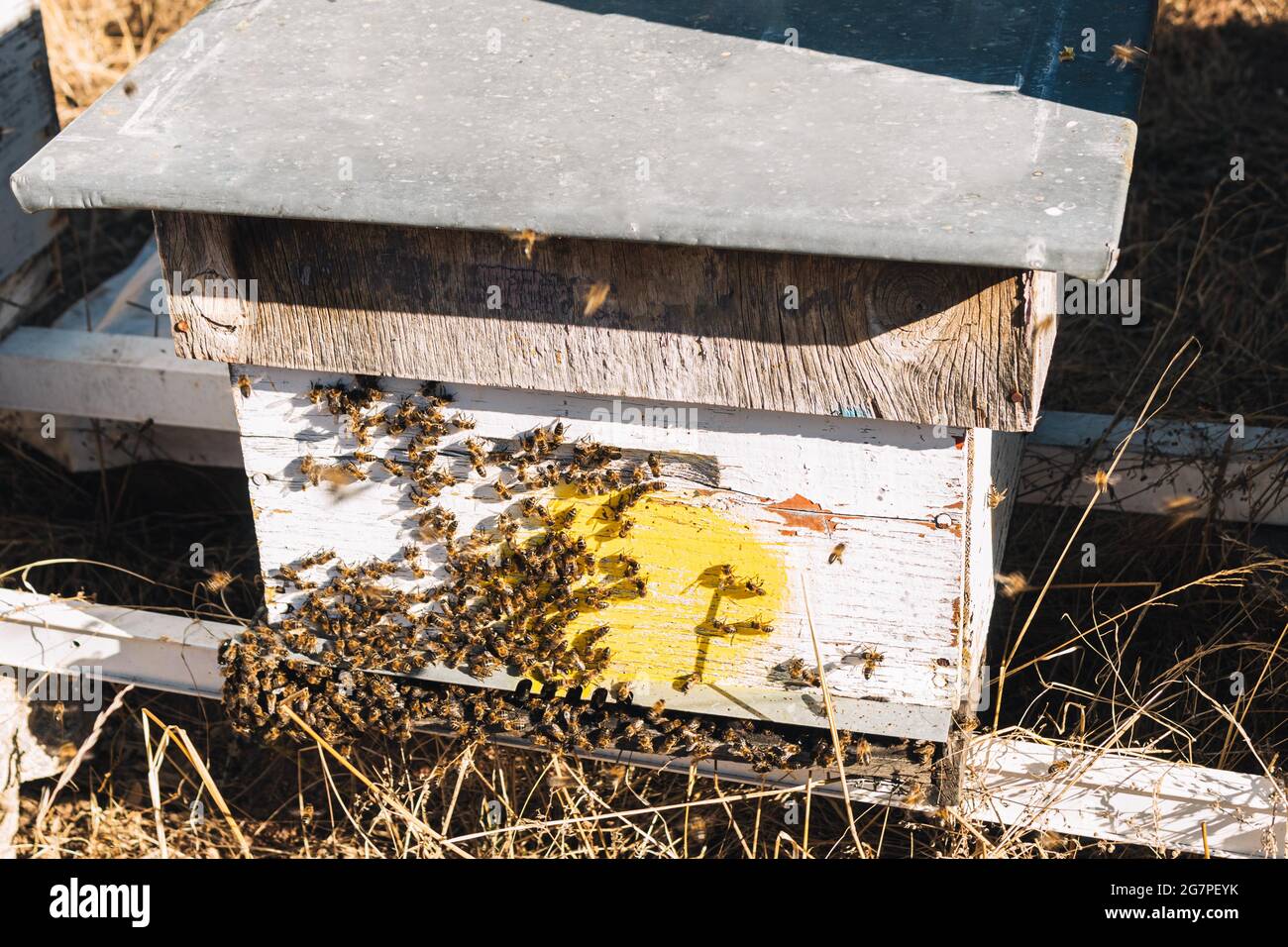 swarm of bees at the gates of a hive producing honey and wax for ...