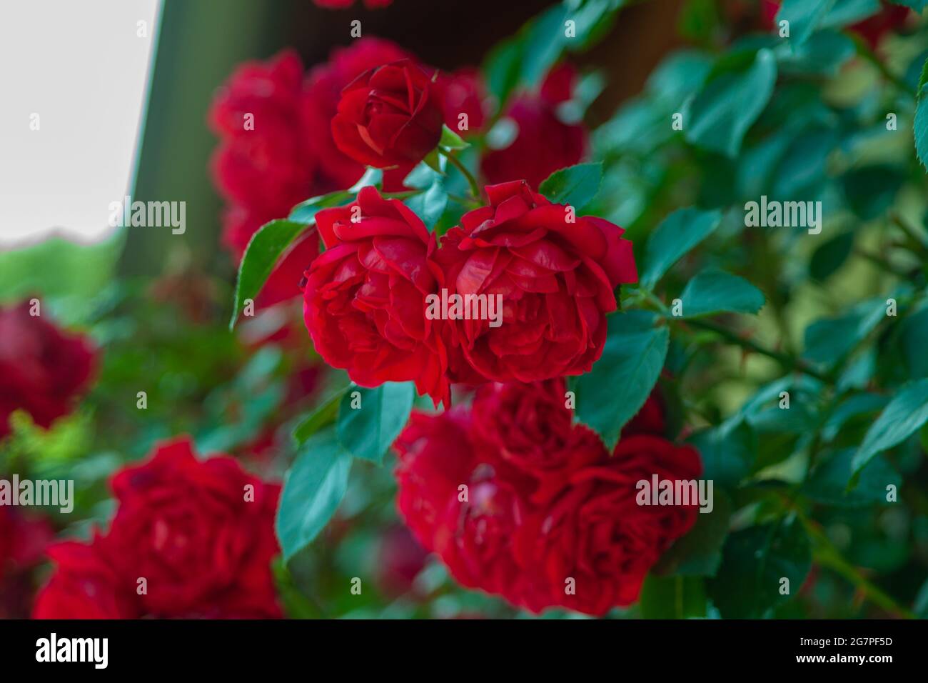 Selective focus of beautiful fully bloomed red roses in a garden ...