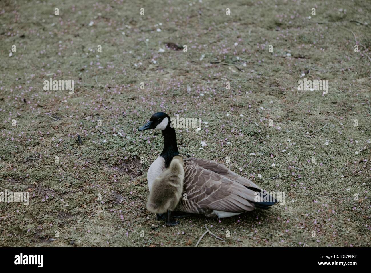 Cute Canada goose in the field Stock Photo - Alamy