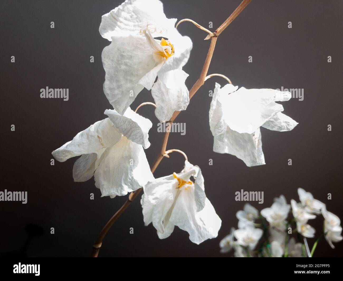 Orquideas colombianas hi-res stock photography and images - Alamy