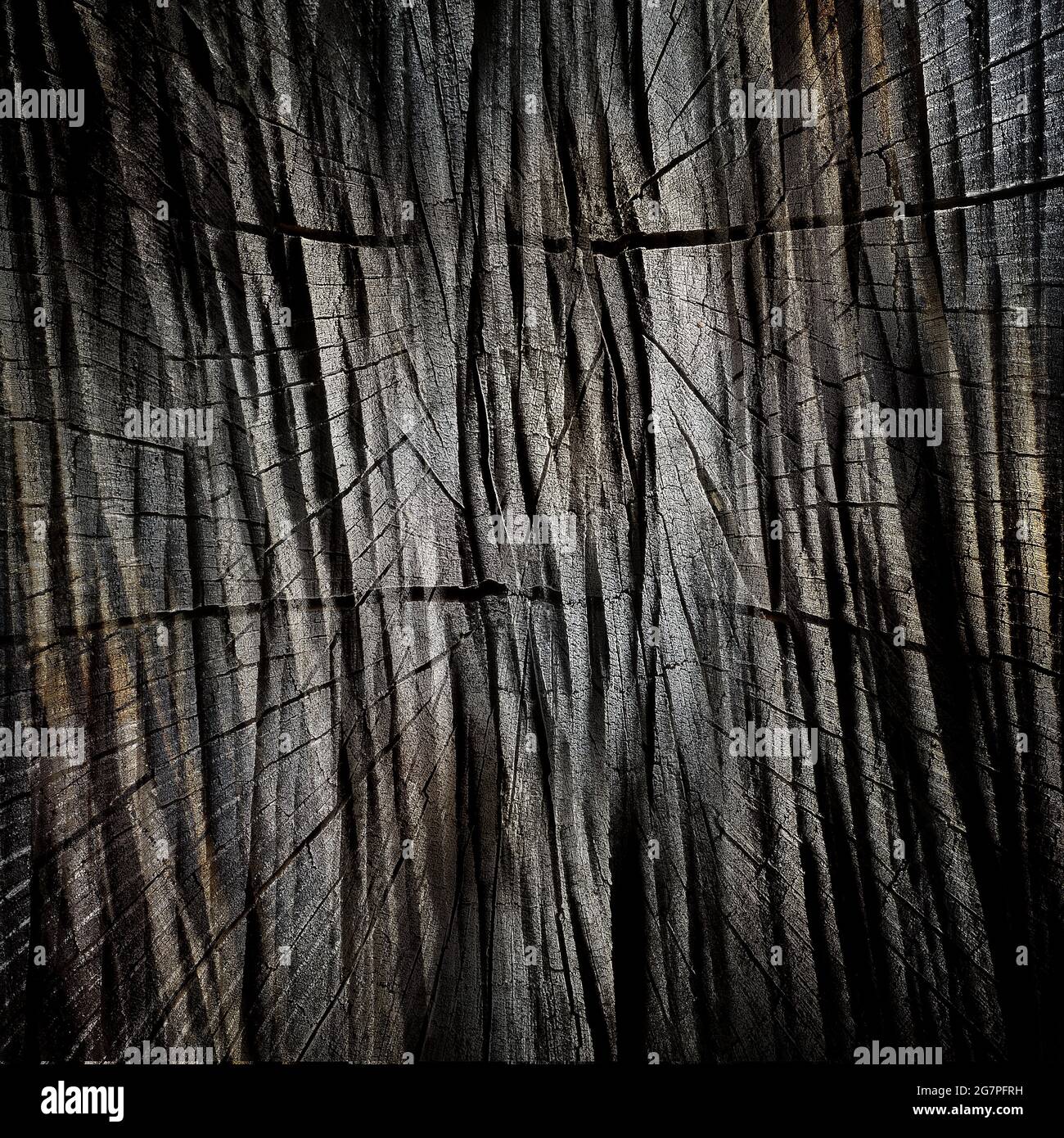 Display showing creepy tree trunks with movement effect Stock Photo - Alamy