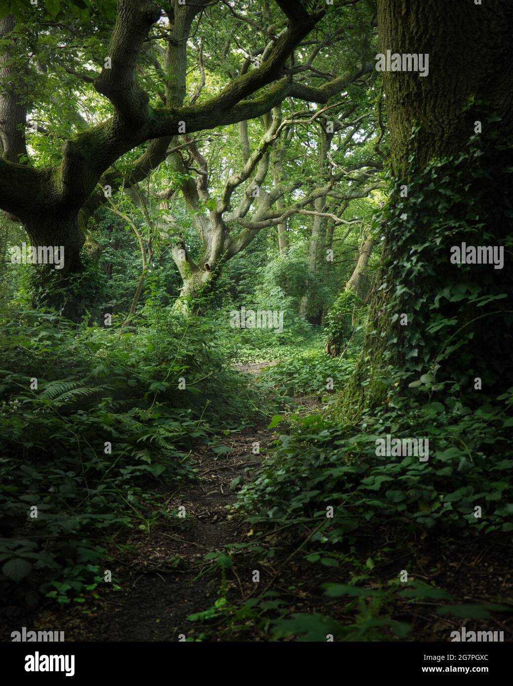Hidden path hi-res stock photography and images - Alamy