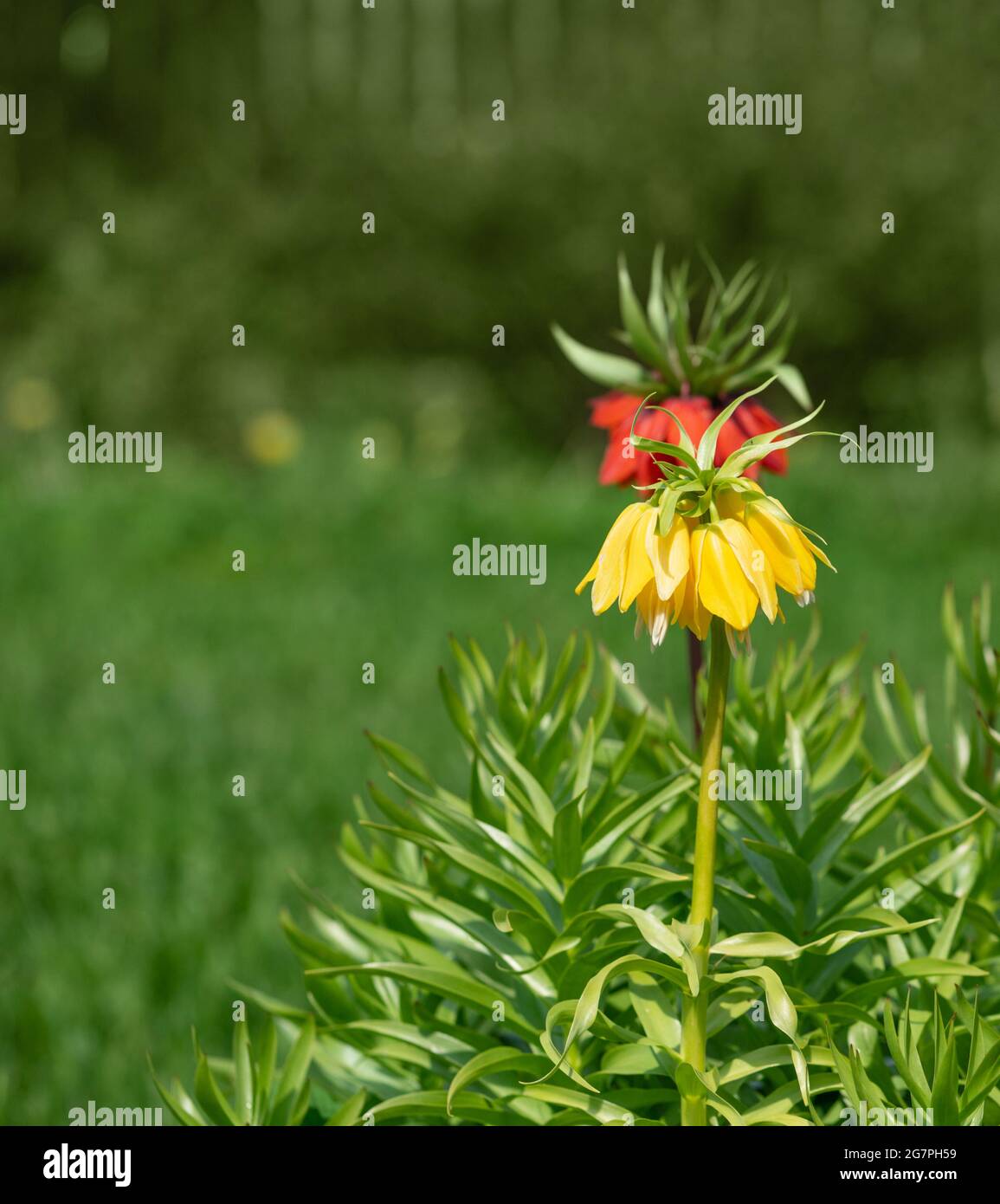 Fritillaria imperialis red beauty hi-res stock photography and images ...