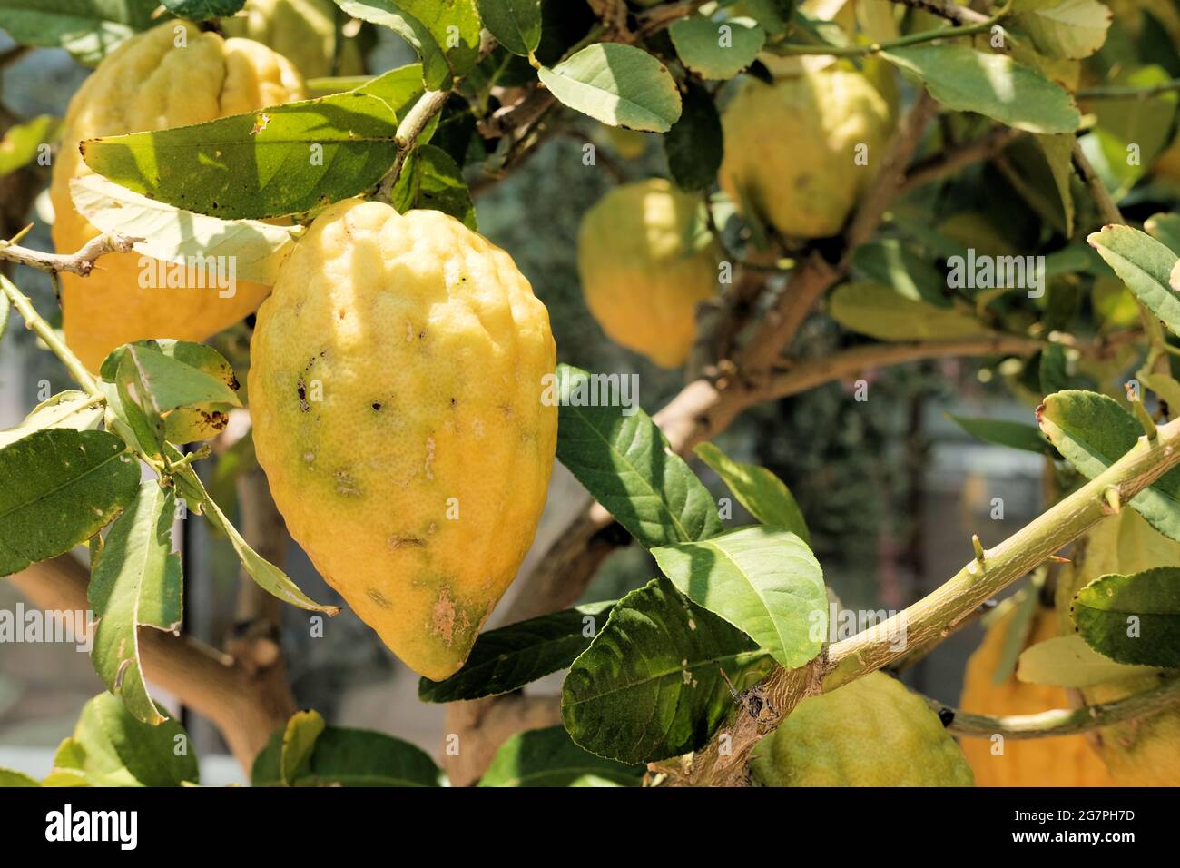 Etrog Citron, or Citrus medica, fruit hanging on a tree; etrogim are ...