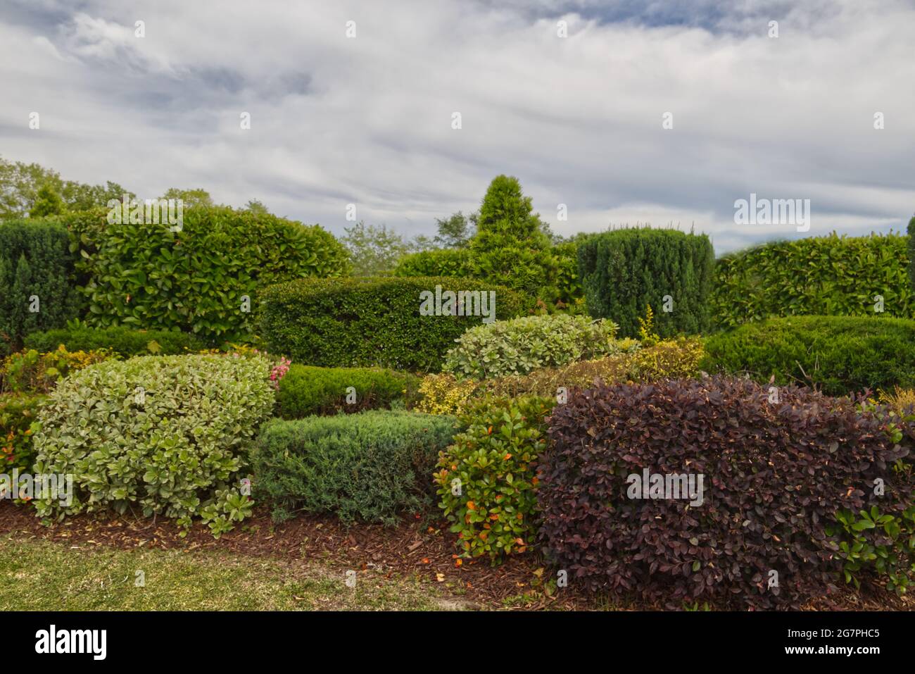 Beautiful nature background arrangement of different colored bushes in ...