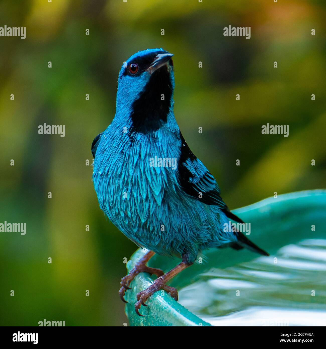 Blue bird. The blue dacnis (dacnis cayana) in the Atlantic Forest Stock ...