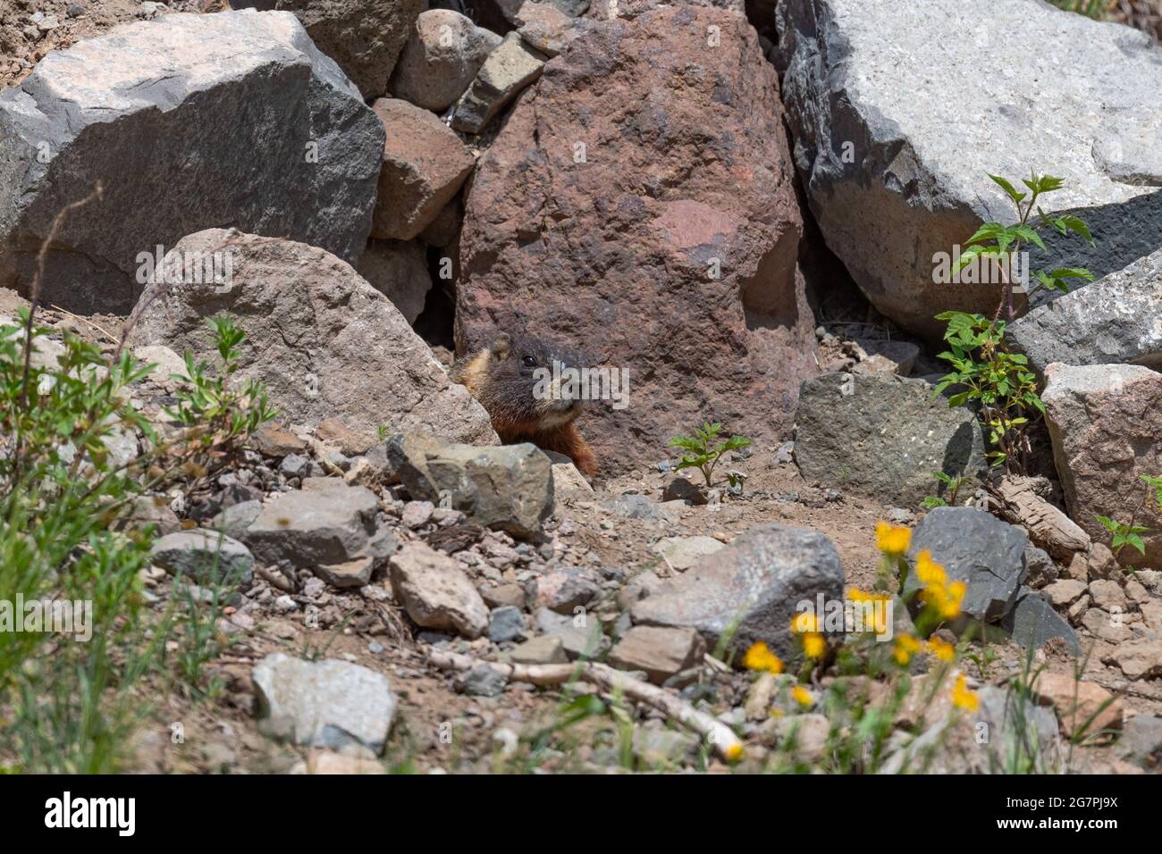 Hiding behind rock hi-res stock photography and images - Alamy