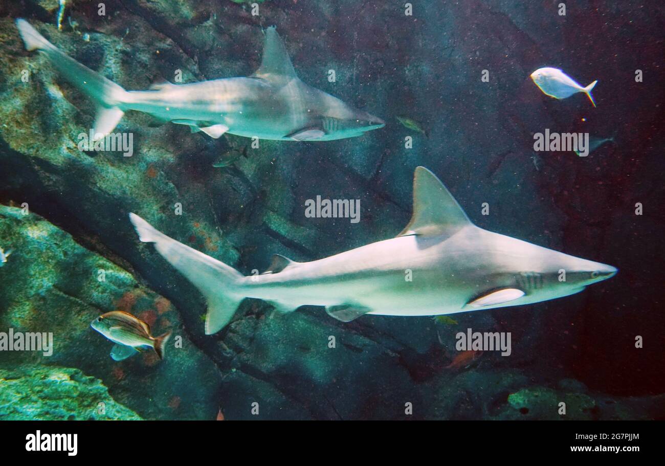 St. Louis, United States. 15th July, 2021. Two large Sandbar sharks ...