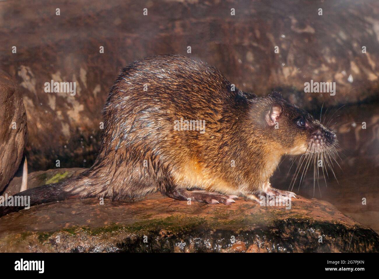 Australian Water Rat or Rakali Stock Photo - Alamy