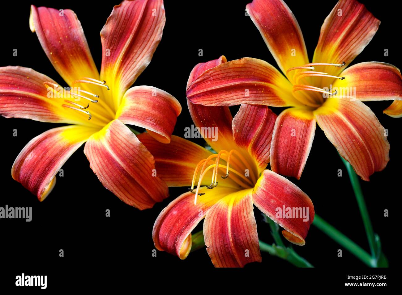 Cluster lilies hi-res stock photography and images - Alamy
