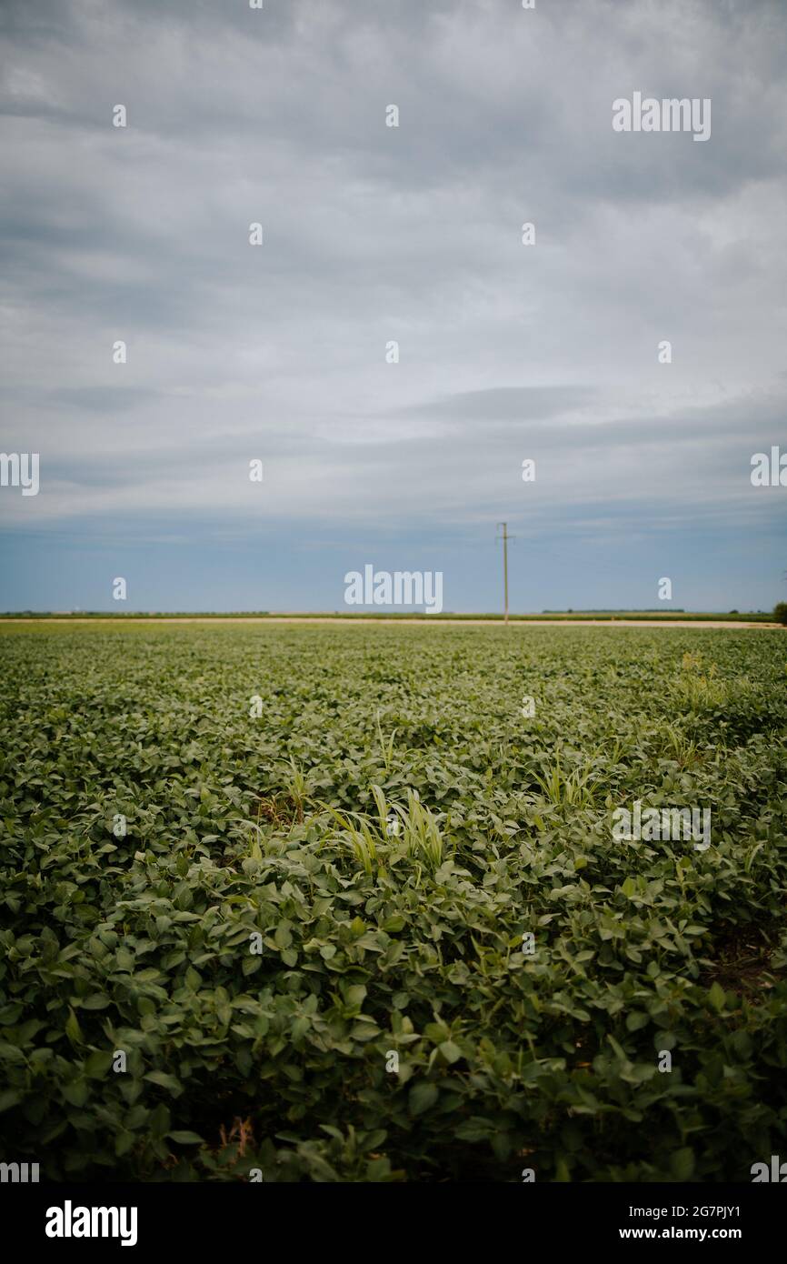 Vertical shot of a beautiful leafy field under the bright blue sky ...