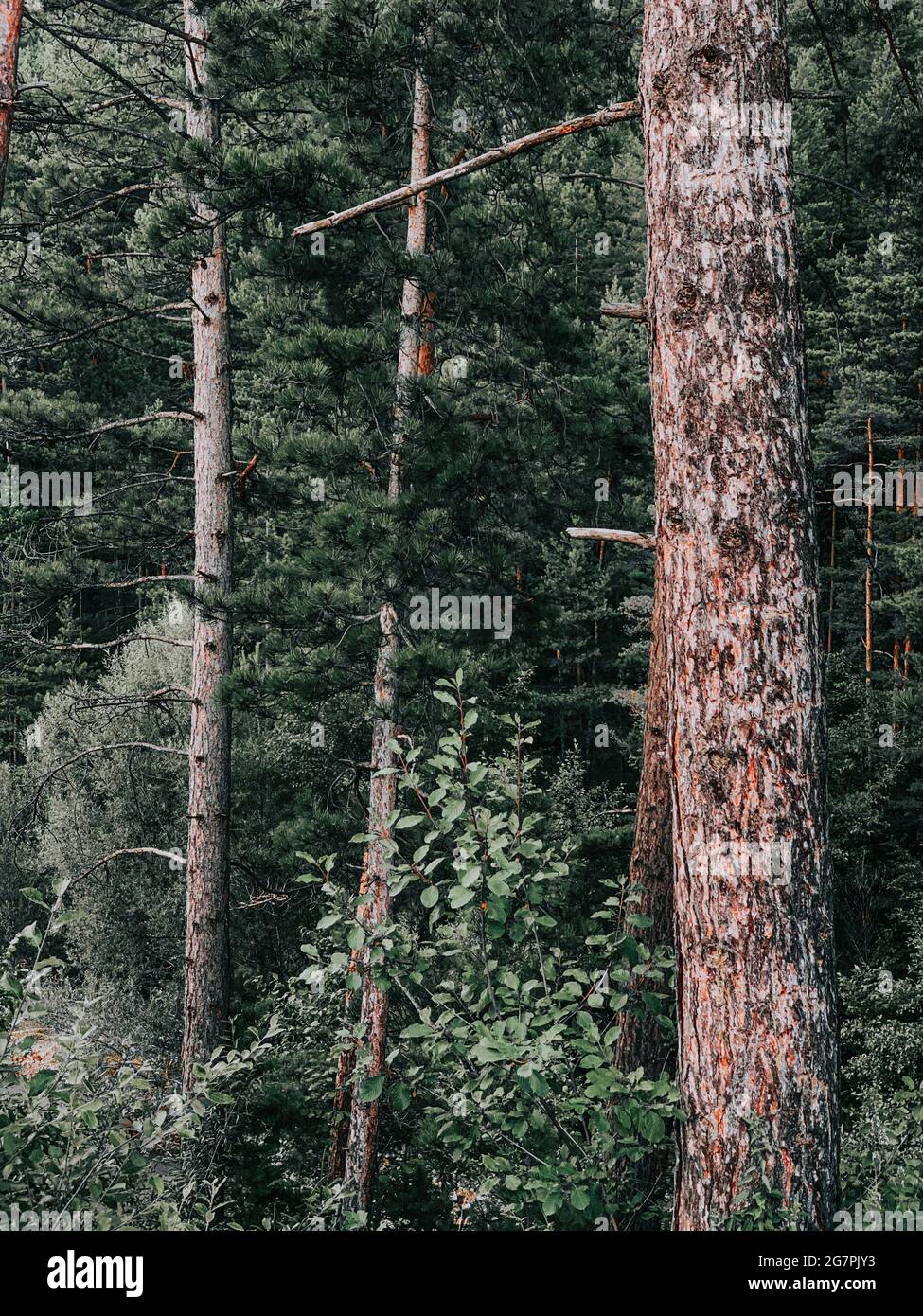 Tall vertical shot hi-res stock photography and images - Alamy