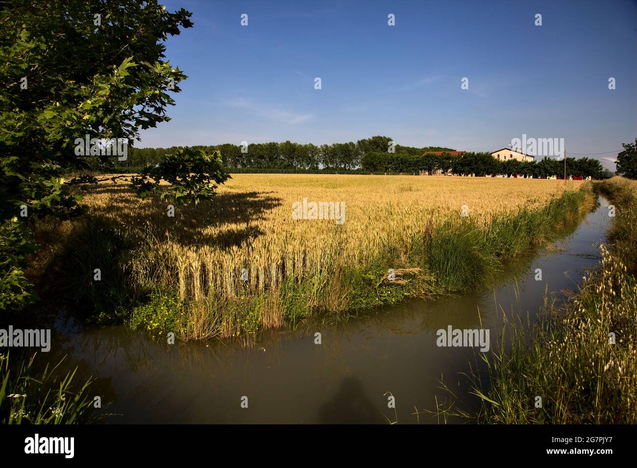 Wheat fields at sunset hi-res stock photography and images - Alamy