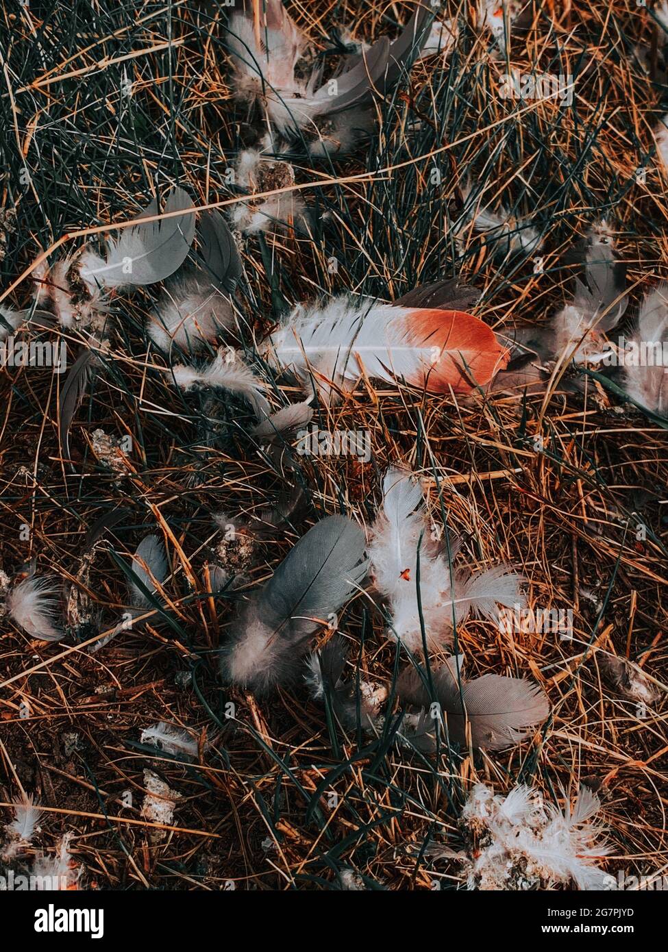 Fallen animals hi-res stock photography and images - Alamy