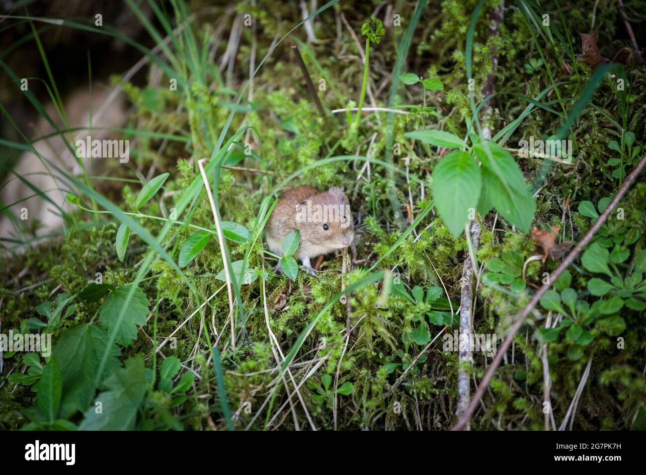 Picture of a wood mice, apodemus sylvaticus, looking at the camera. The ...