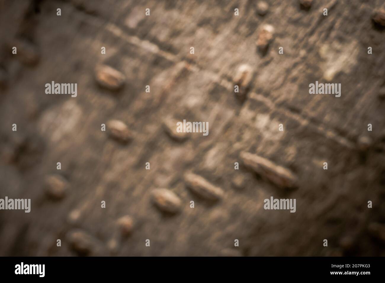 Pimple tree hi-res stock photography and images - Alamy