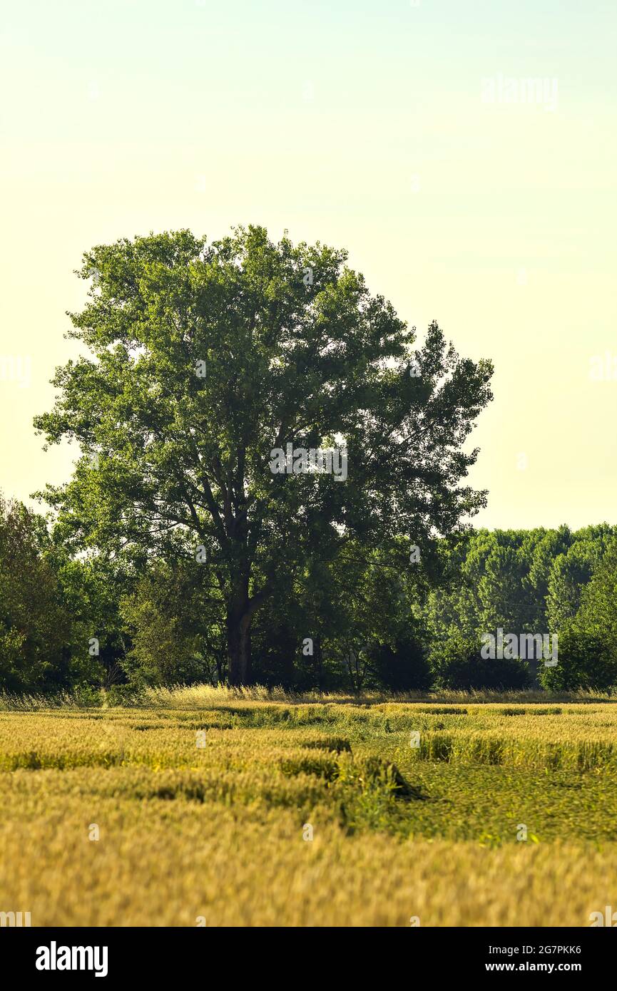 Poplar in a wheat field at sunset Stock Photo - Alamy