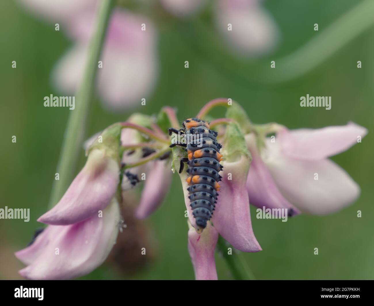 Selective focus shot of a ladybug larva on a pink flower Stock Photo ...