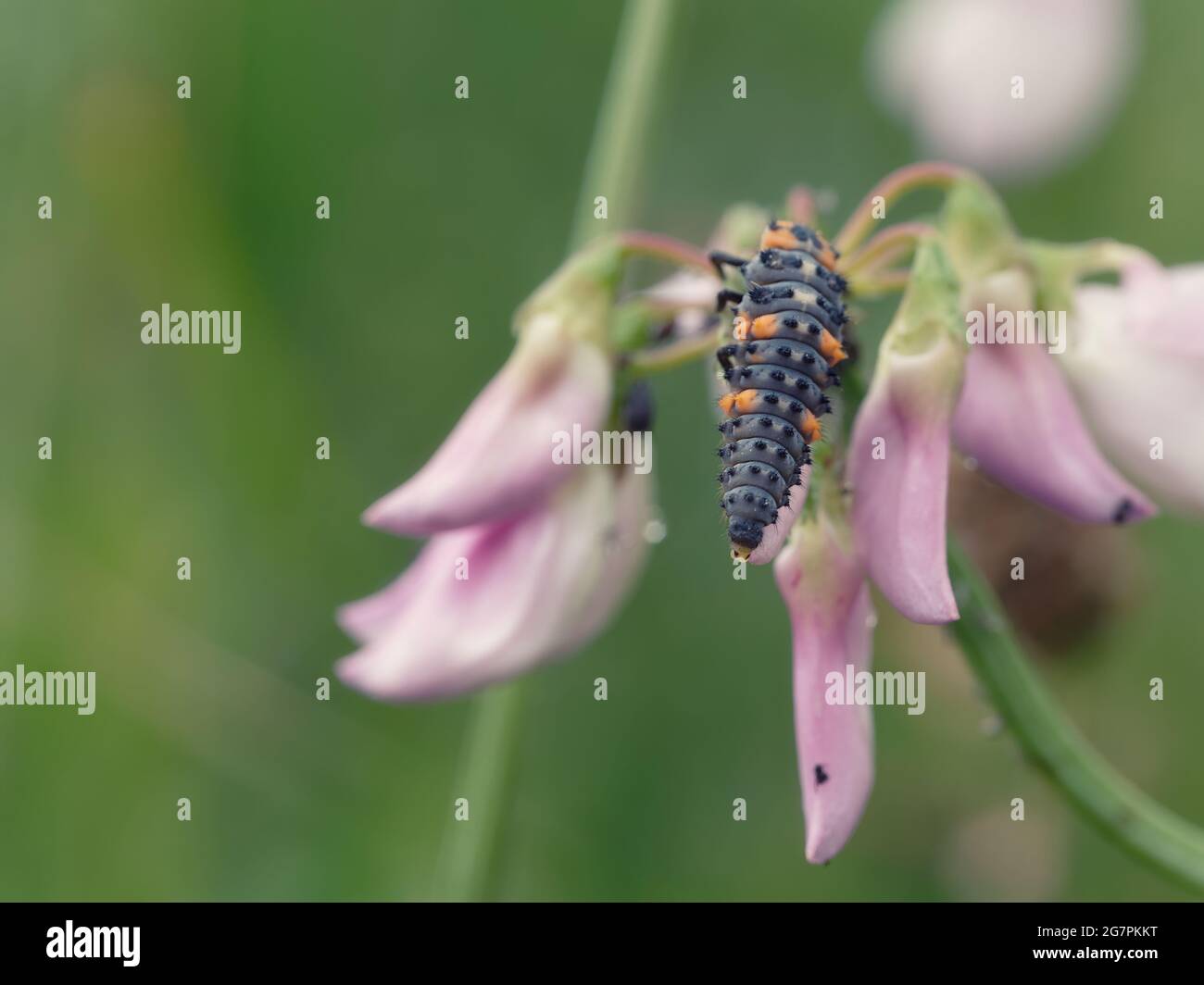 Selective focus shot of a ladybug larva on a pink flower Stock Photo ...