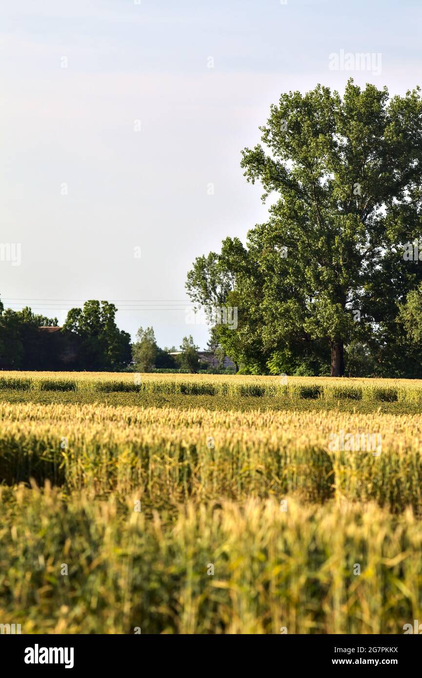 Poplar in a wheat field at sunset Stock Photo - Alamy