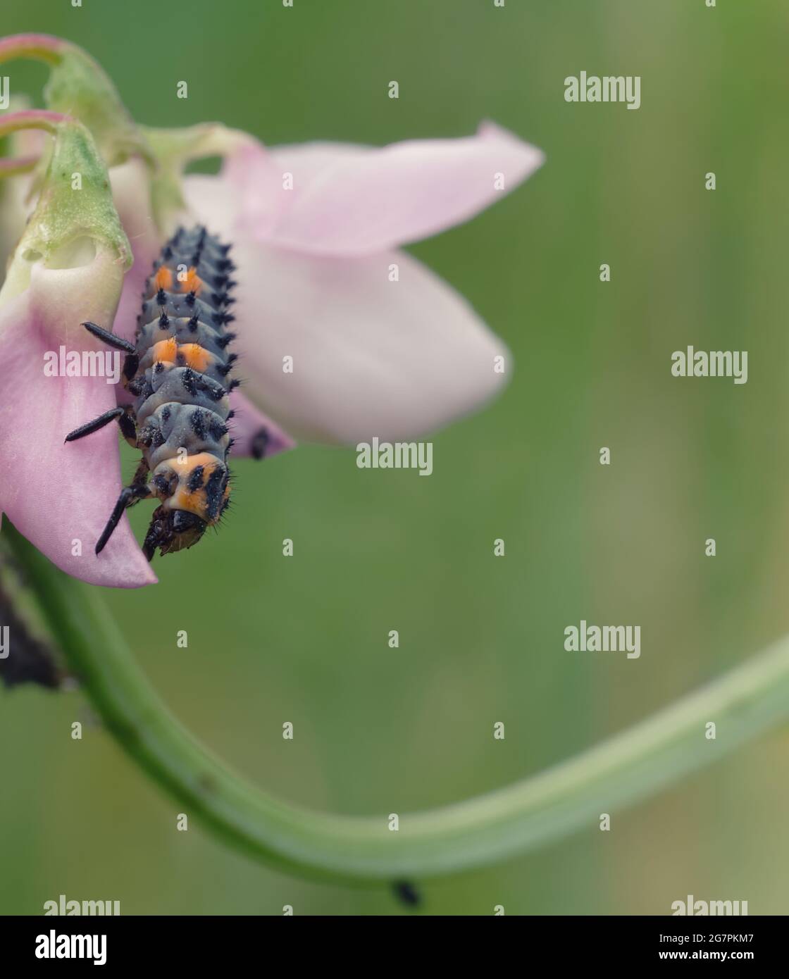 Vertical shot of a ladybug larva on a pink flower Stock Photo - Alamy