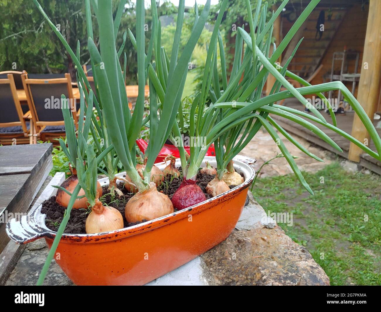 Closeup shot of growing potted onion plants Stock Photo - Alamy