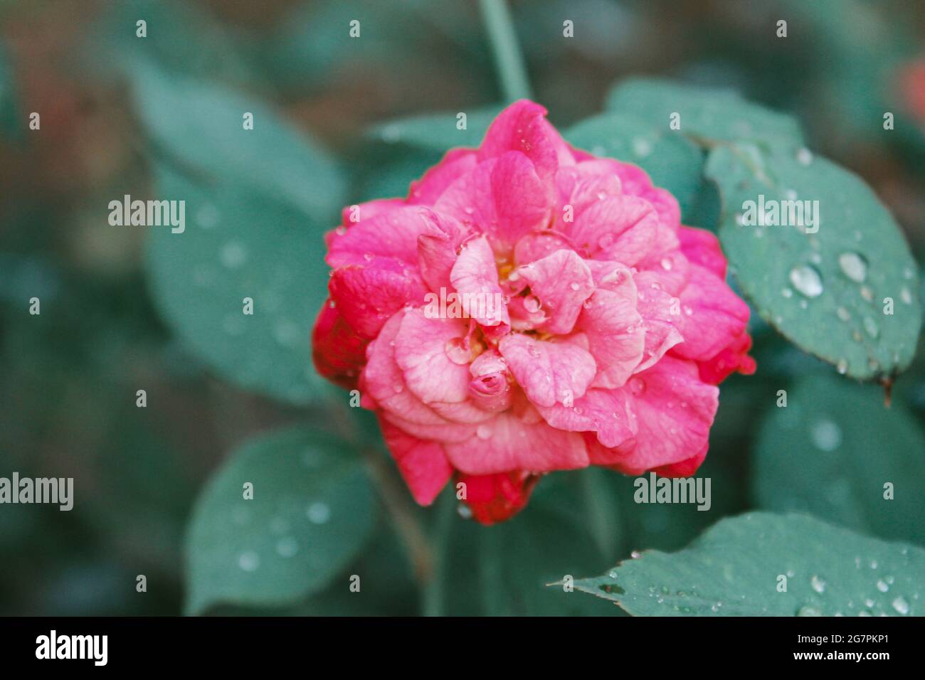 Selective focus of pink Camellia flower with water droplets blooming in ...