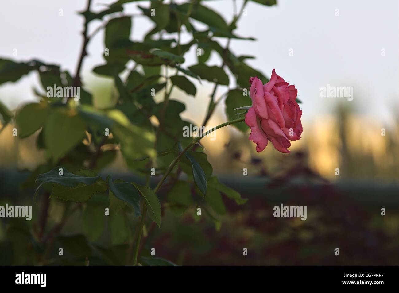 White cat red rose hi-res stock photography and images - Alamy
