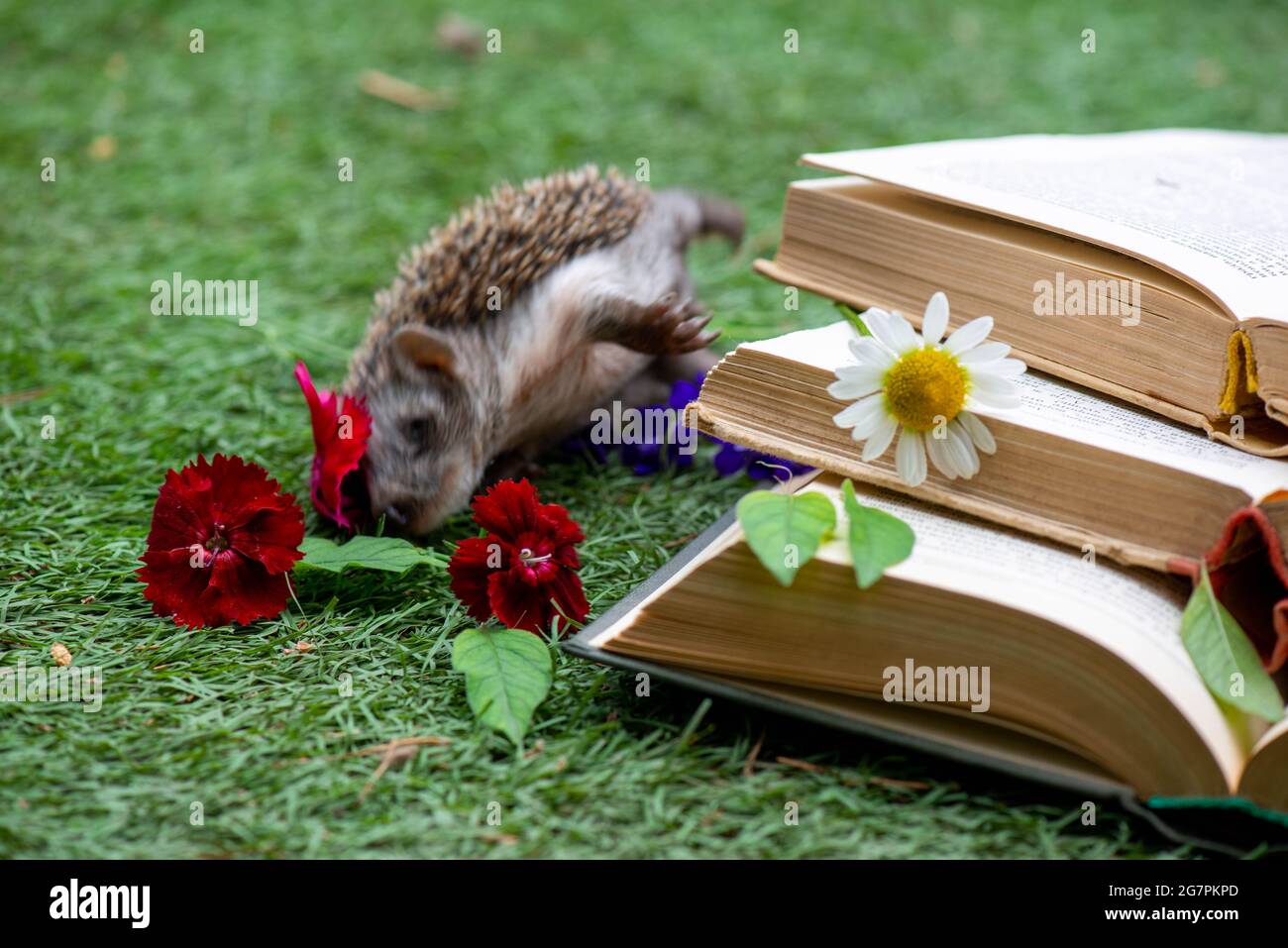 a hedgehog fell from a pack of books Stock Photo - Alamy