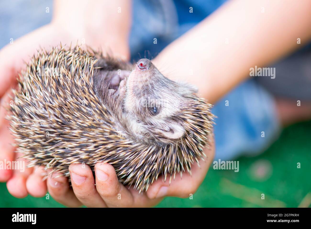 little hedgehog curled up into a ball Stock Photo - Alamy