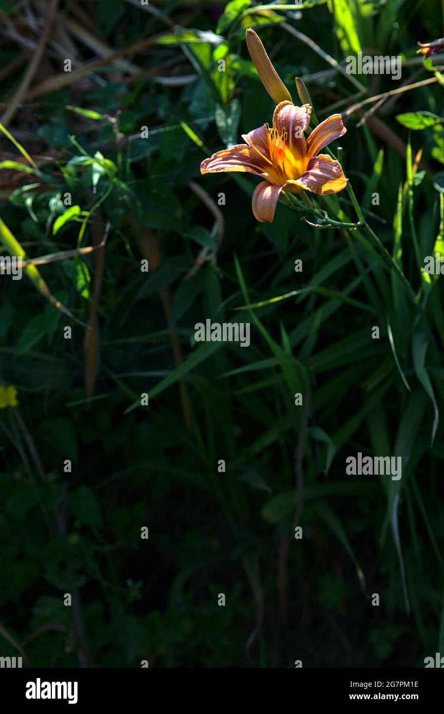 Lilium bright colours hi-res stock photography and images - Alamy
