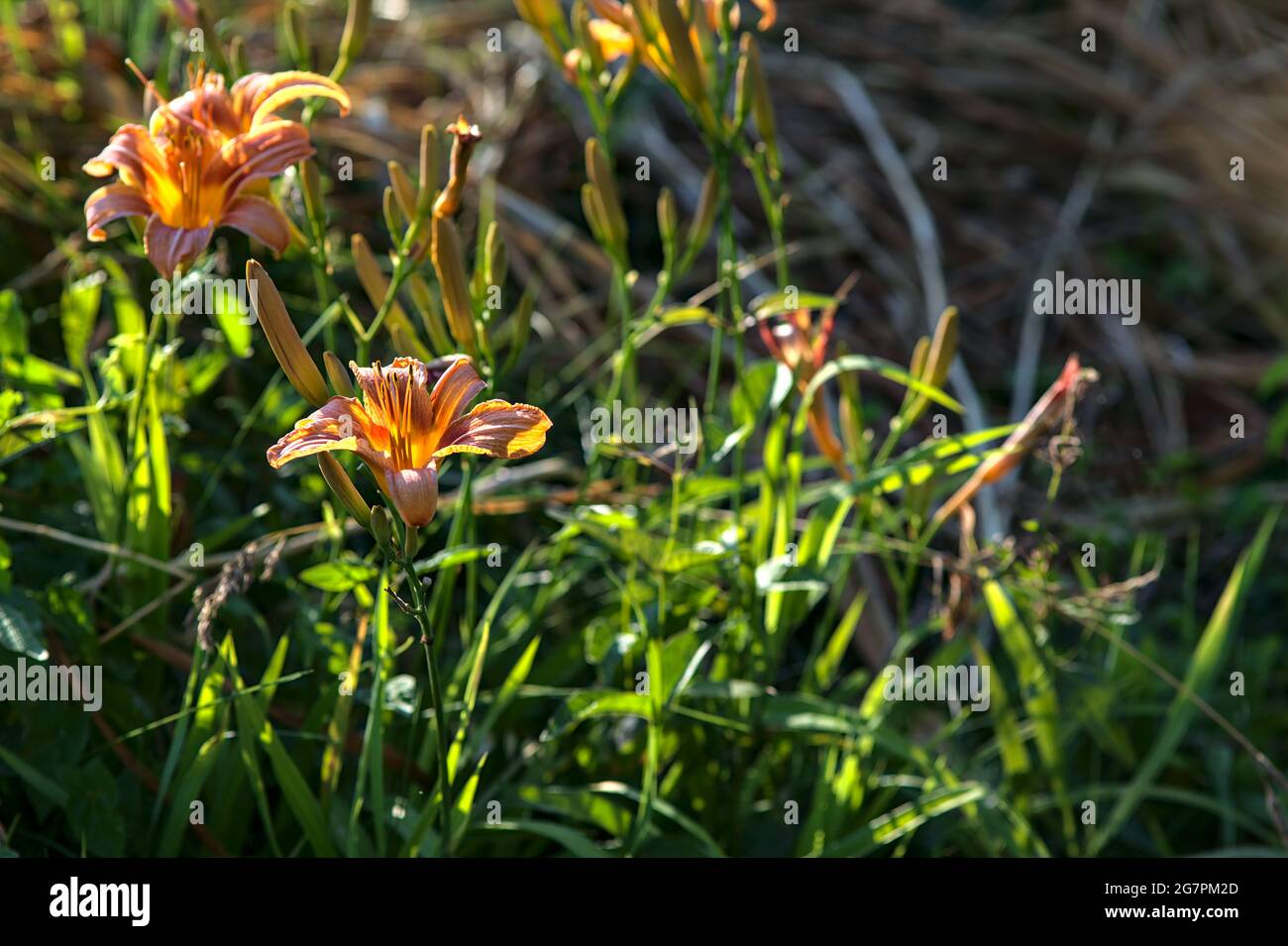 Lilium bright colours hi-res stock photography and images - Alamy
