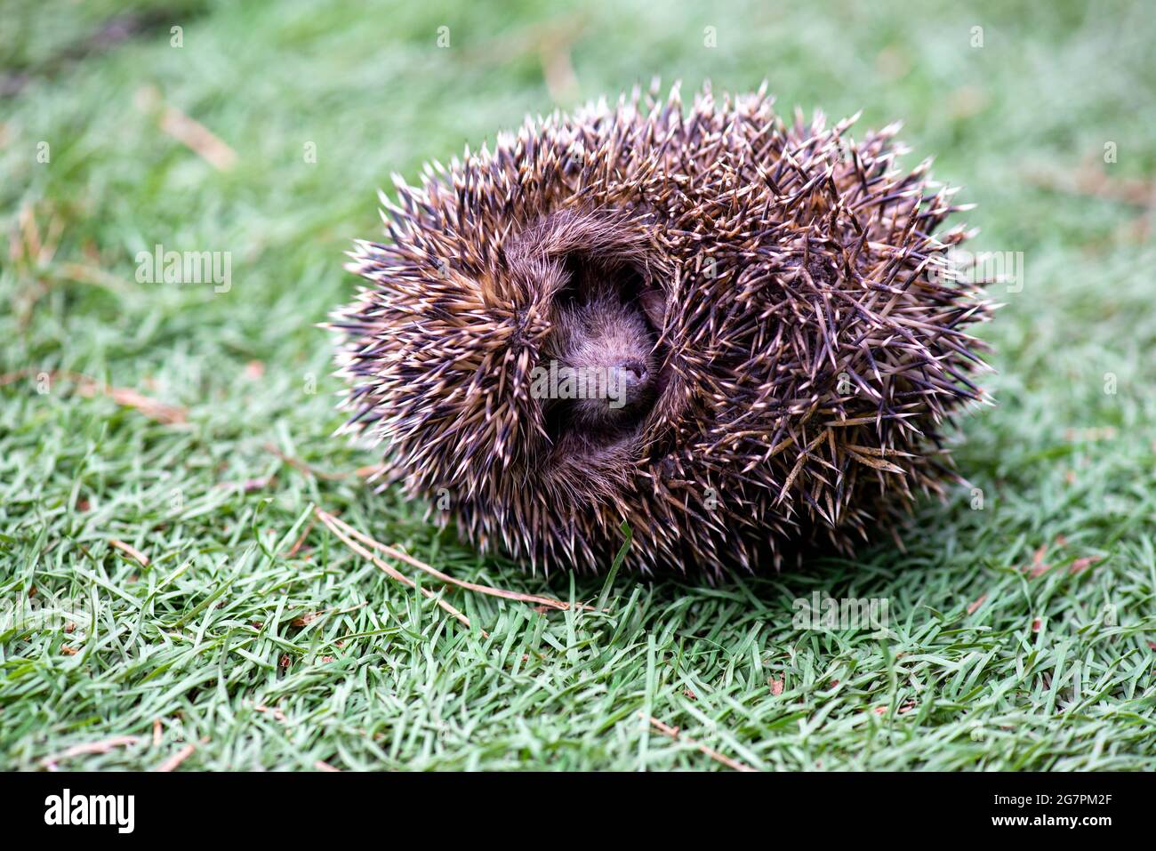 scared hedgehog curled up into a ball Stock Photo - Alamy