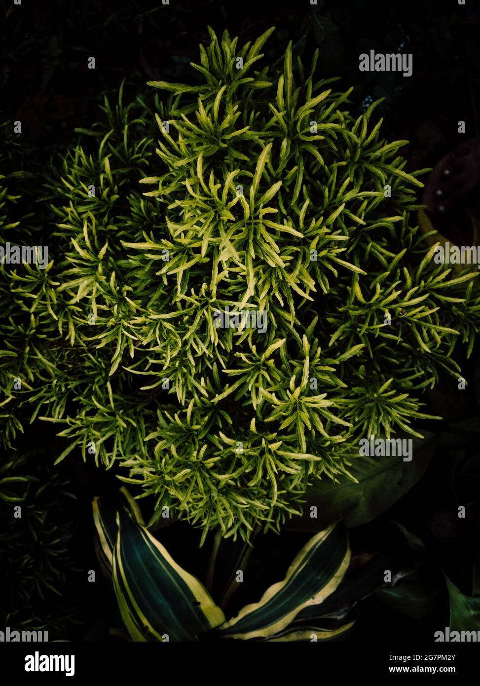 Top view closeup of the leaves of the plant in the field on a dark ...