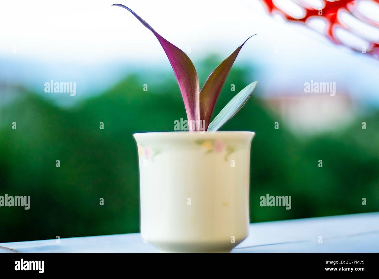 Closeup shot of a plant in a white pot on a blurred background Stock ...