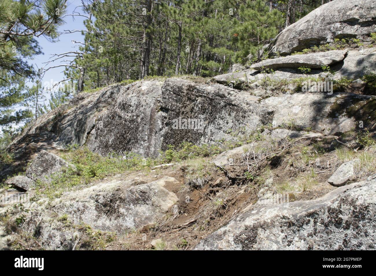 Green forest and bumpy rocks under a clear sky in Algonquin provincial ...