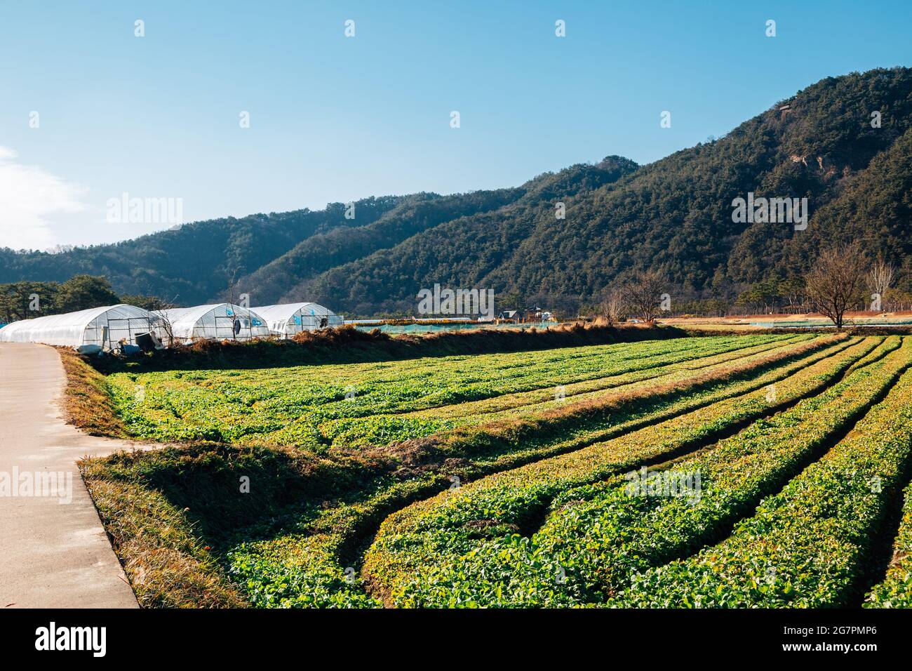 Yecheon hi-res stock photography and images - Alamy