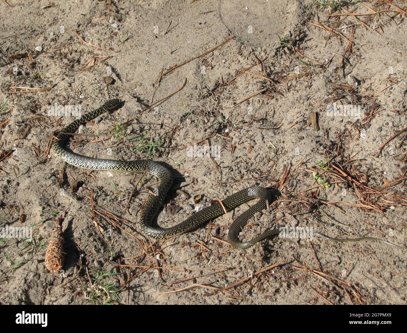 Common viper crawling on the sand Stock Photo - Alamy